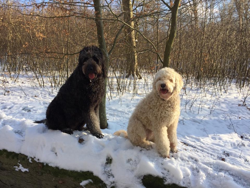 Klippehunde billeder – Specialdogs