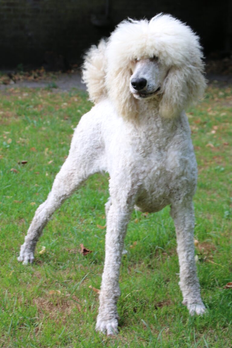 Vores hunde – Specialdogs