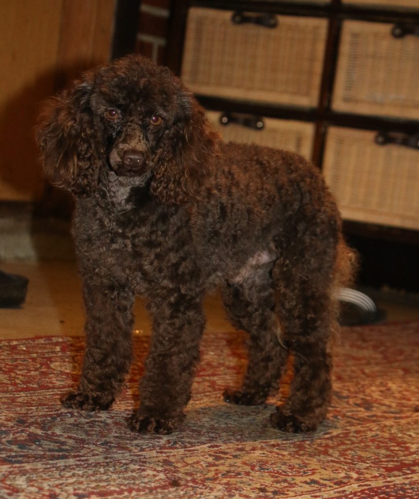 Vores hunde – Specialdogs