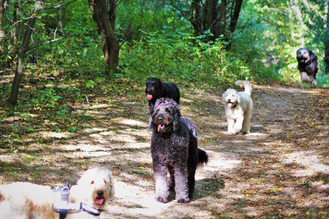 Flatdoodler F1 – Specialdogs