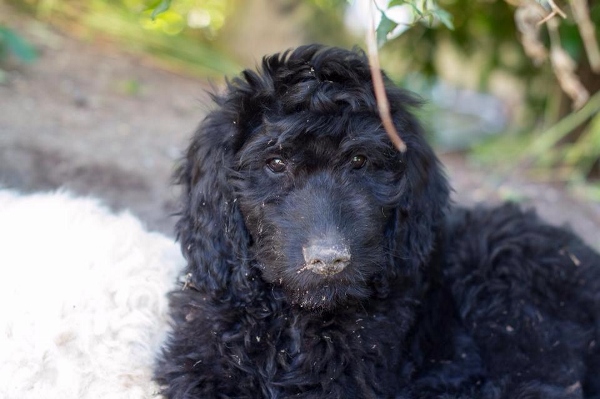 Flatdoodler F1 – Specialdogs