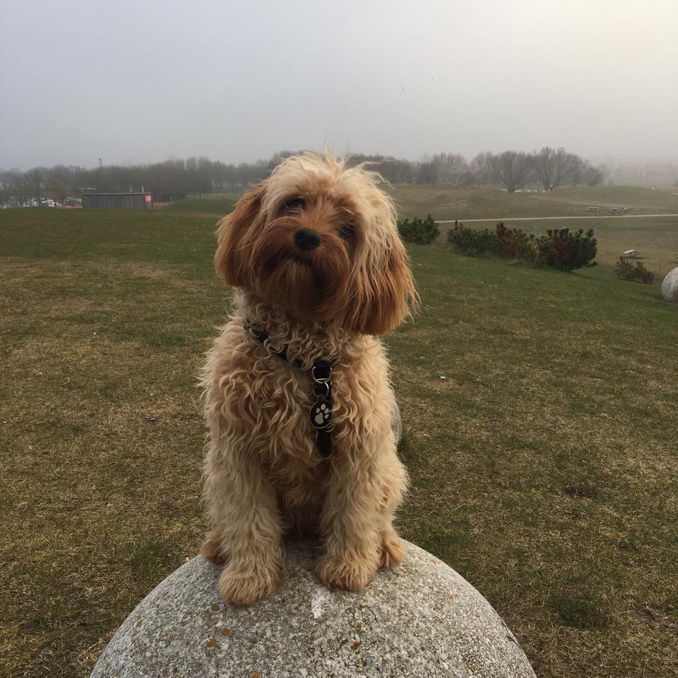 Cavapoo (Doodler) – Specialdogs