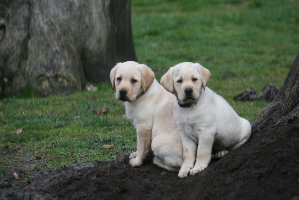 2 gule labrador tæver – Specialdogs