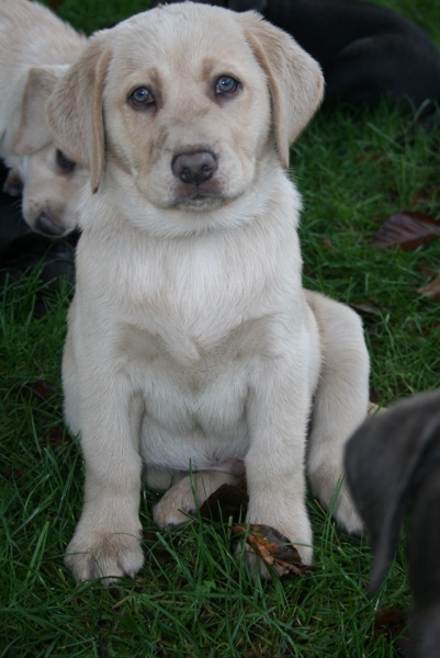 Honda's blå Labrador – Specialdogs