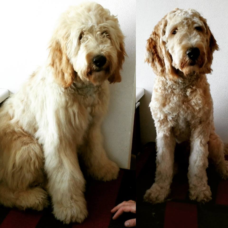 Tesla's mellem Flatdoodle F1B – Specialdogs