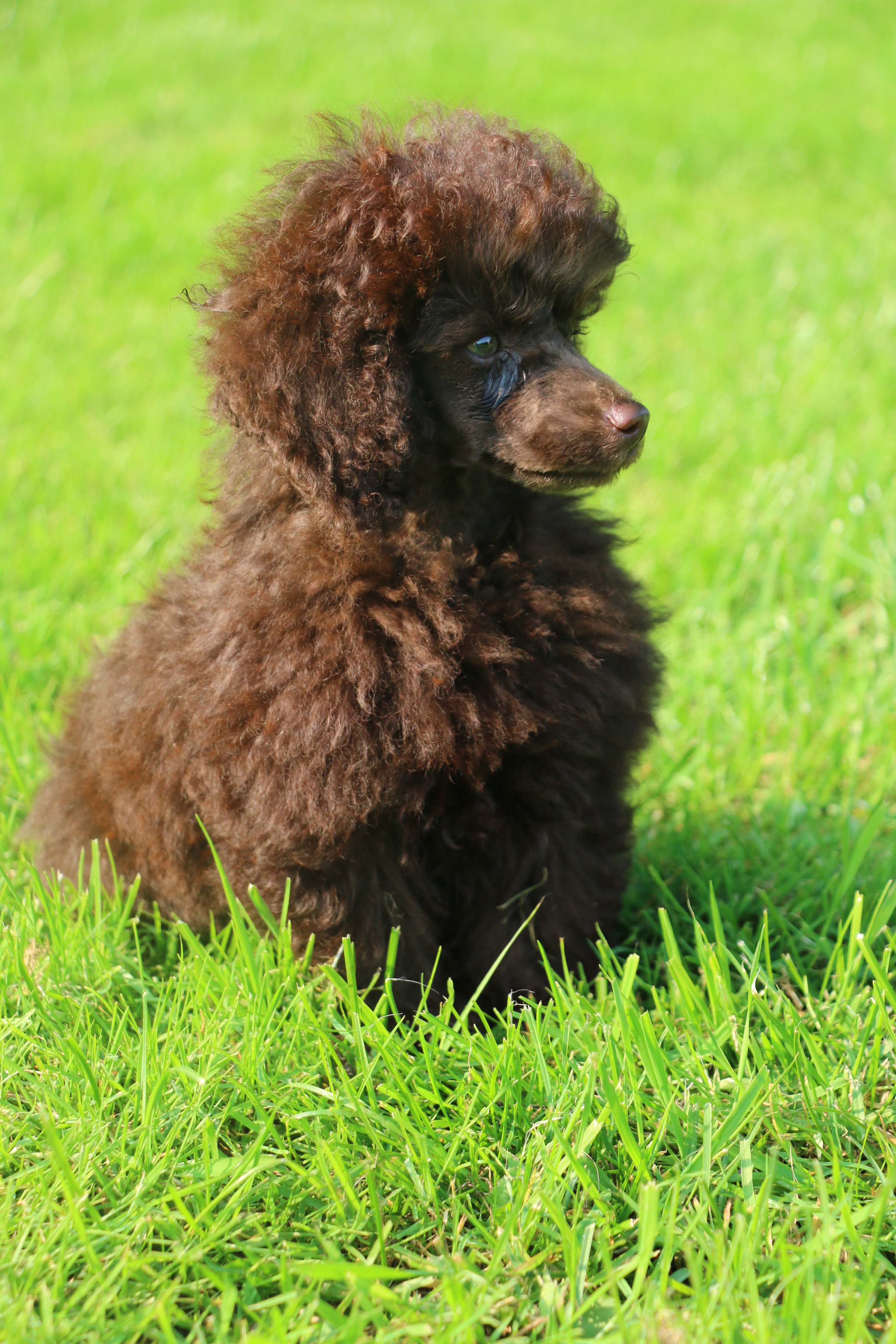 Vores hunde – Specialdogs