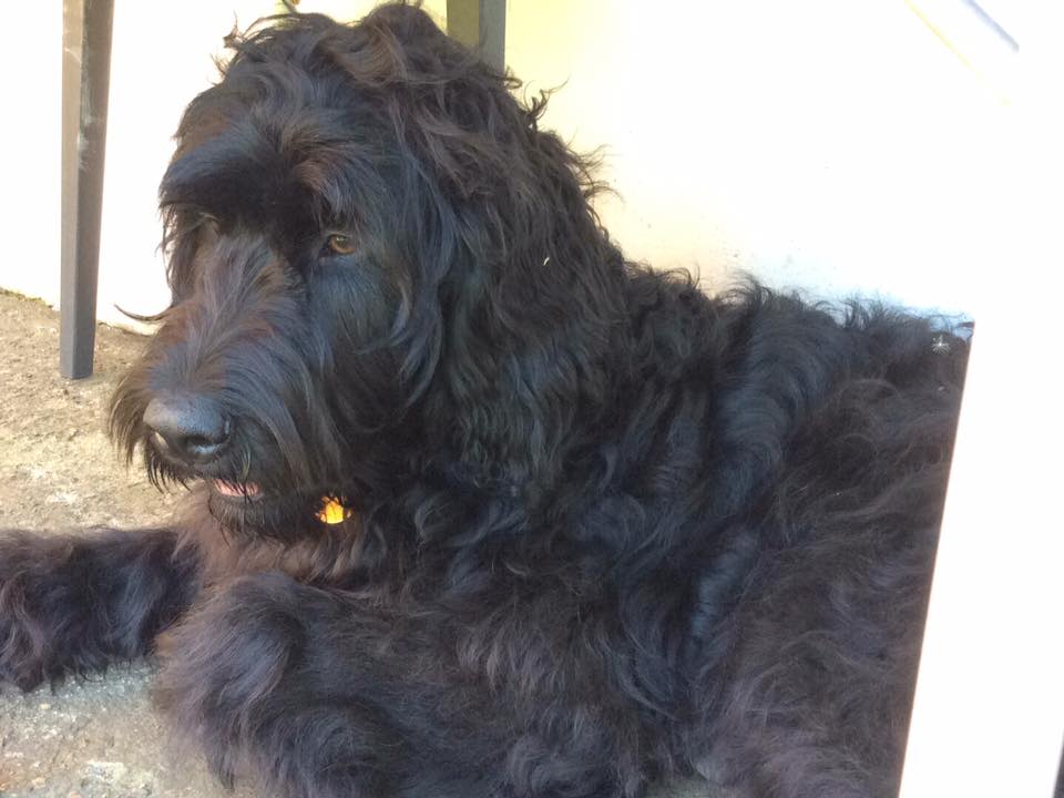 Tesla's mellem Flatdoodle F1B – Specialdogs