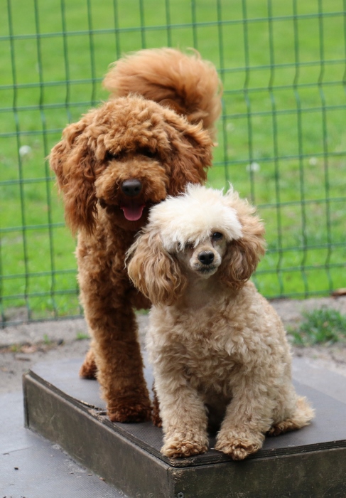 Disney's mini Cavapoo F1B hvalpe – Specialdogs