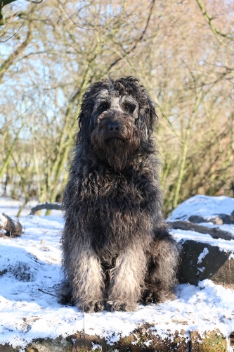 Tesla's mellem Flatdoodle F1B – Specialdogs