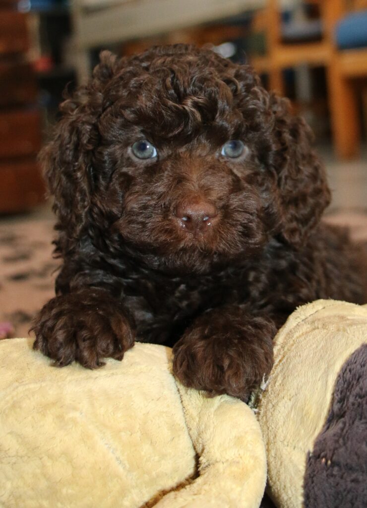 Doodler typer, farver og størrelser – Specialdogs