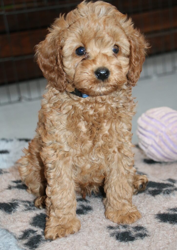 Ronja's mini Cavapoo F1 født den 14.5.2019 – Specialdogs