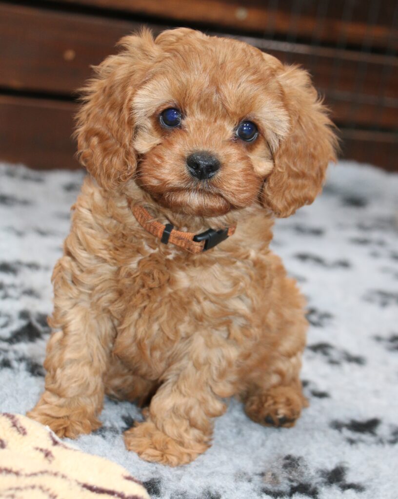 Jess's Cavapoo F1 hvalpe født den 18.5.2019 – Specialdogs