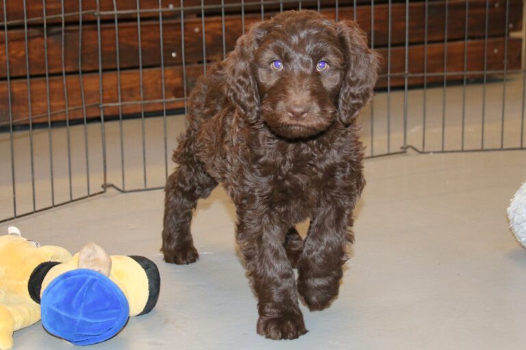 Flatdoodle's tidligere hvalpekuld – Specialdogs