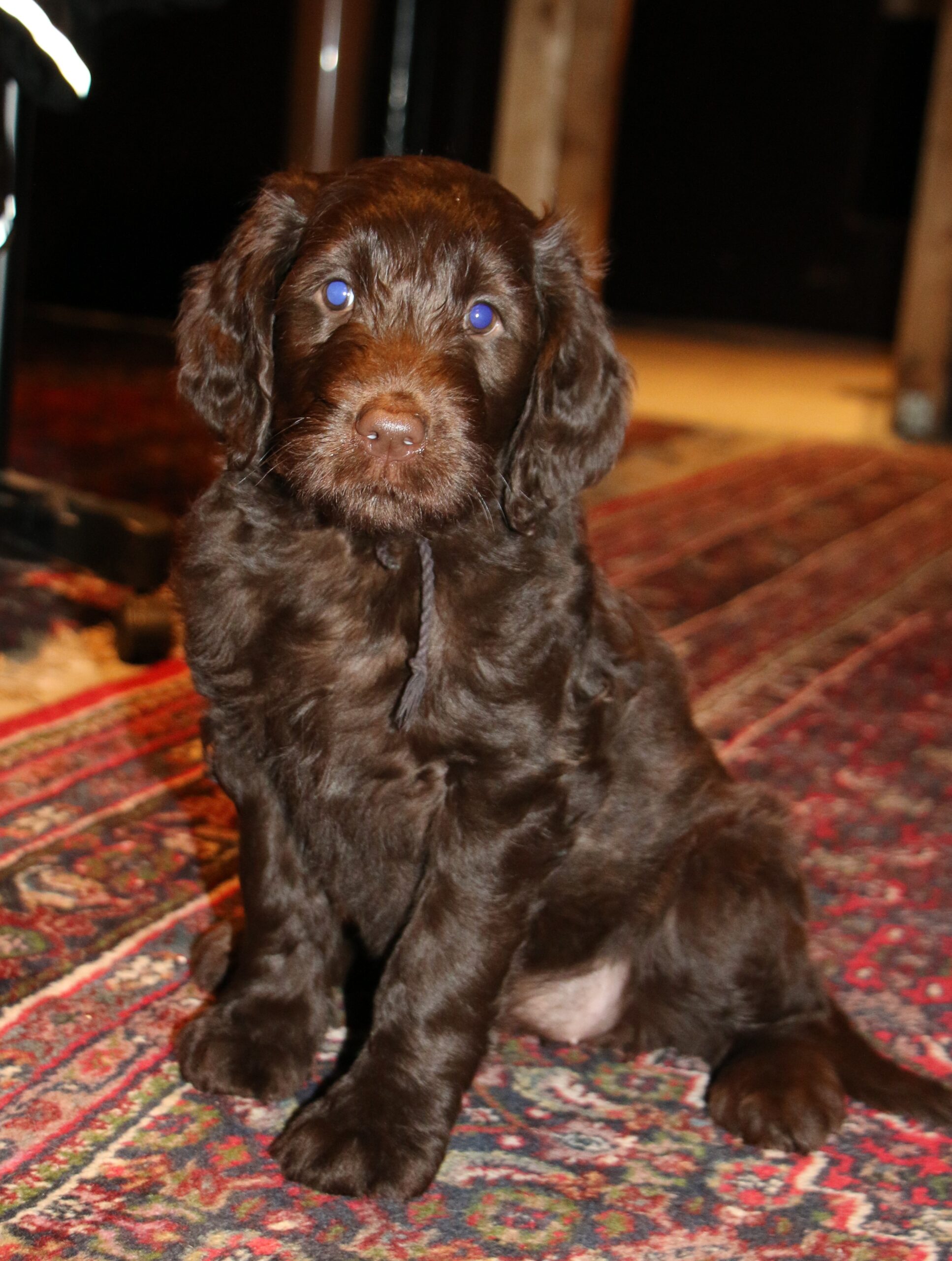 Flatdoodle's tidligere hvalpekuld – Specialdogs