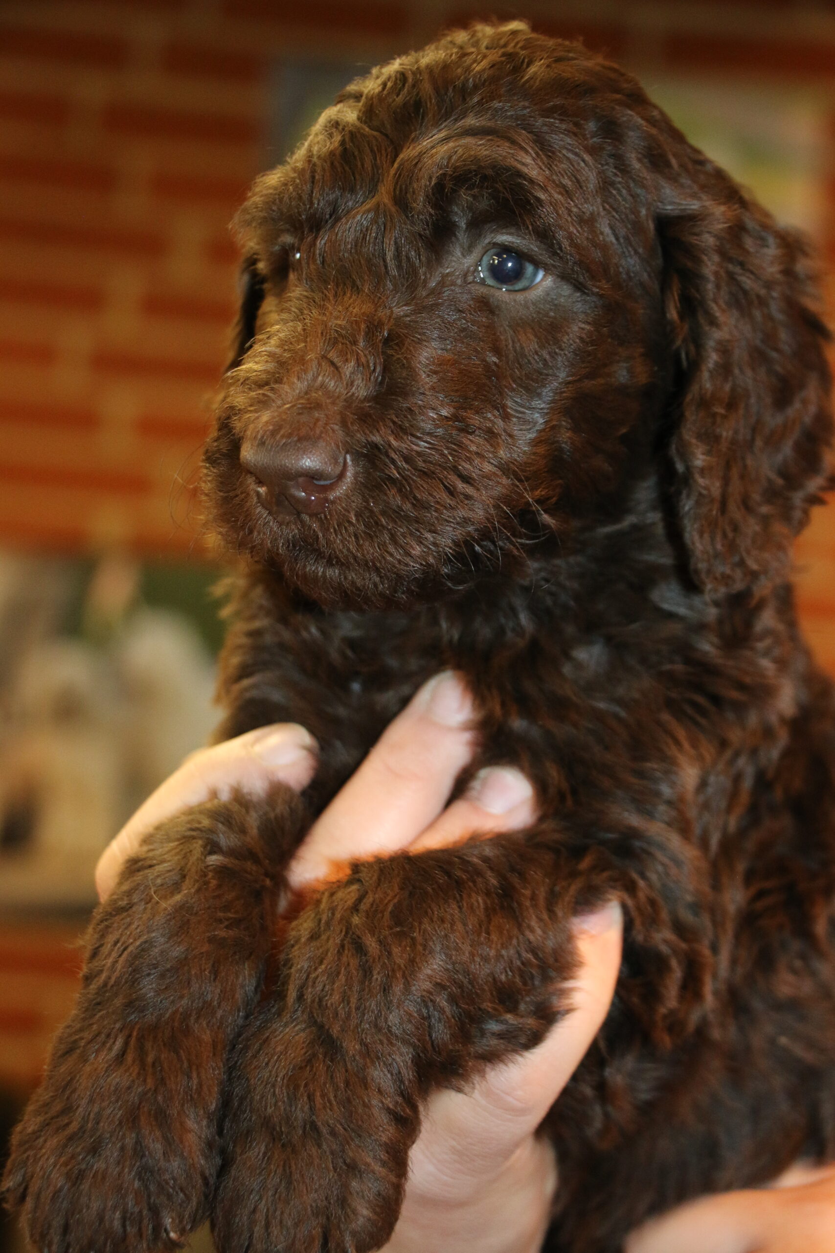 Queen's stor Flatdoodle F1 – Specialdogs