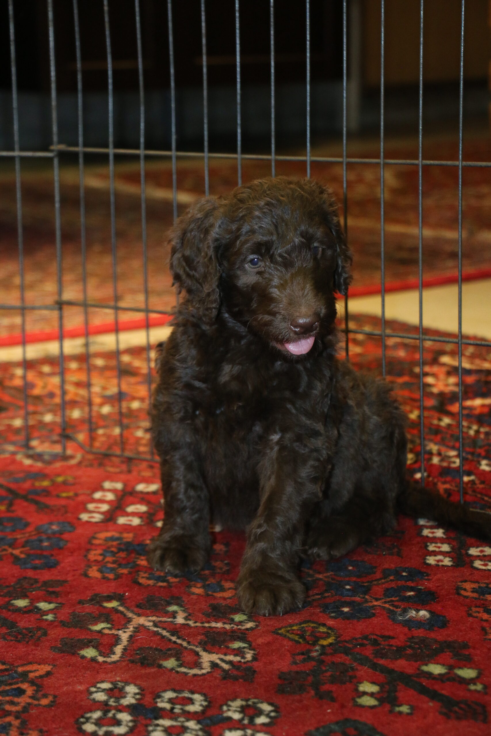 Flatdoodle's tidligere hvalpekuld – Specialdogs