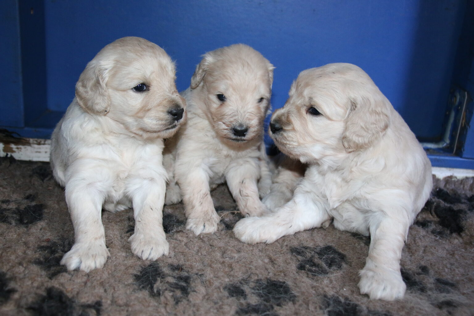 Hundepension, salg af hundehvalpe og hundepsykolog m.fl. - Specialdogs