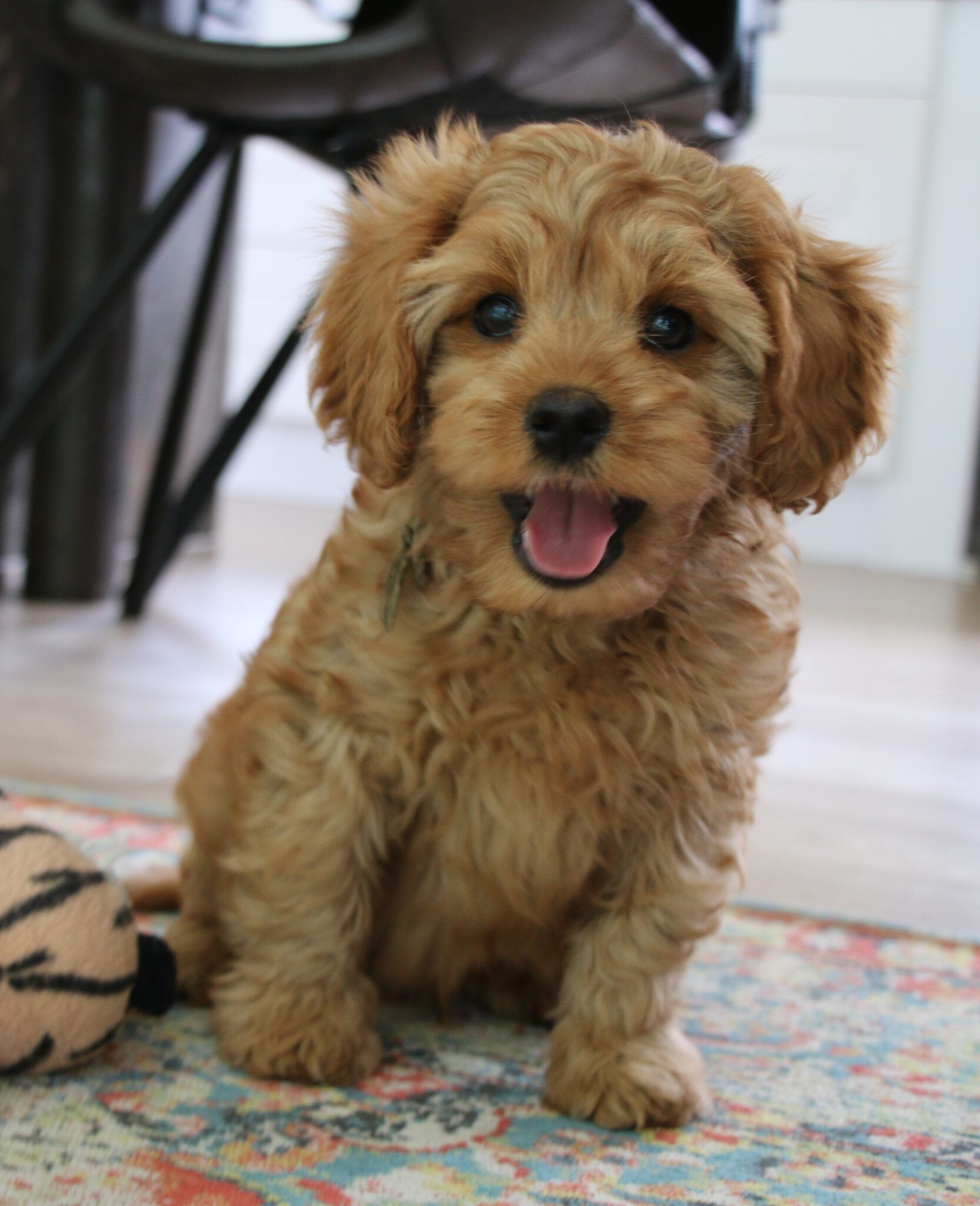 Jess' mini Cavapoo F1 hvalpe, født den 18.6.2022 – Specialdogs