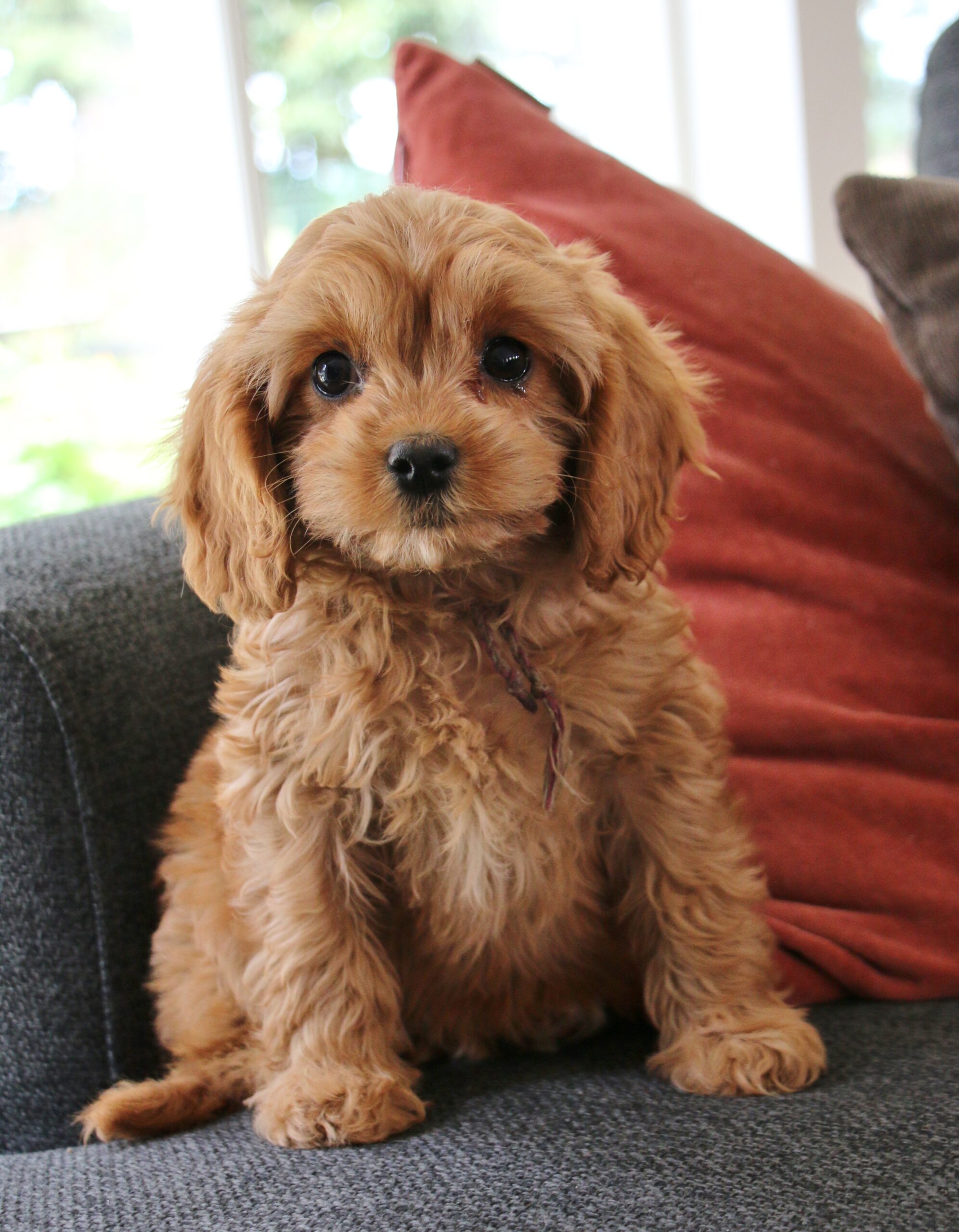 Jess' mini Cavapoo F1 hvalpe, født den 18.6.2022 – Specialdogs