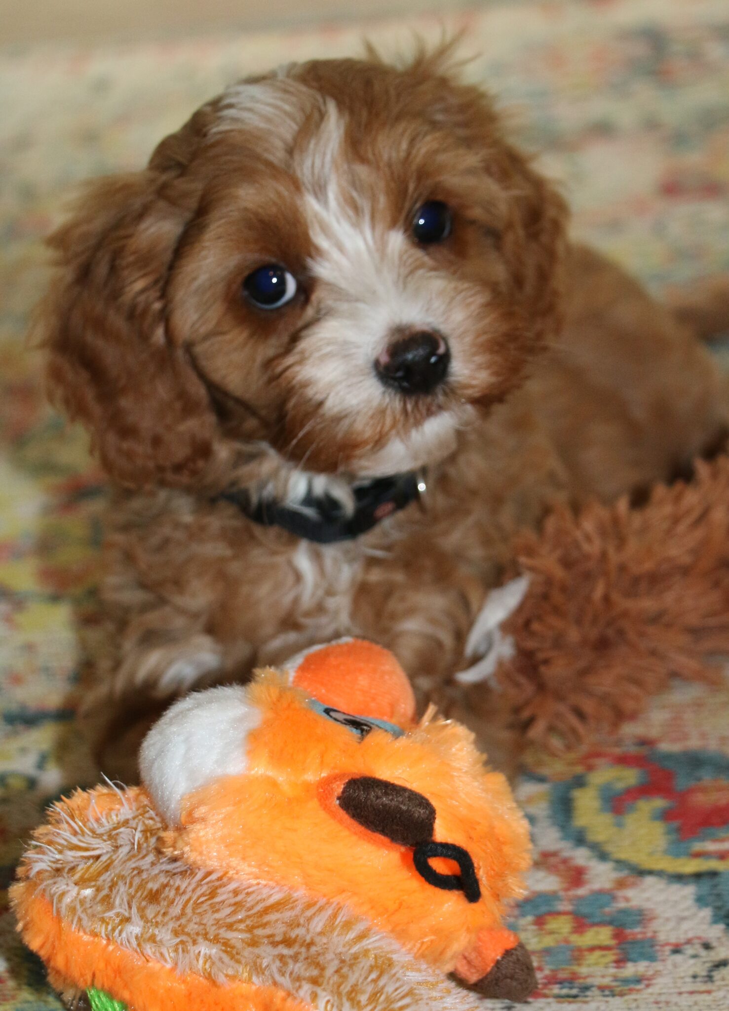 Agnes mini Cavapoo F1, født 31.7.2022 – Specialdogs