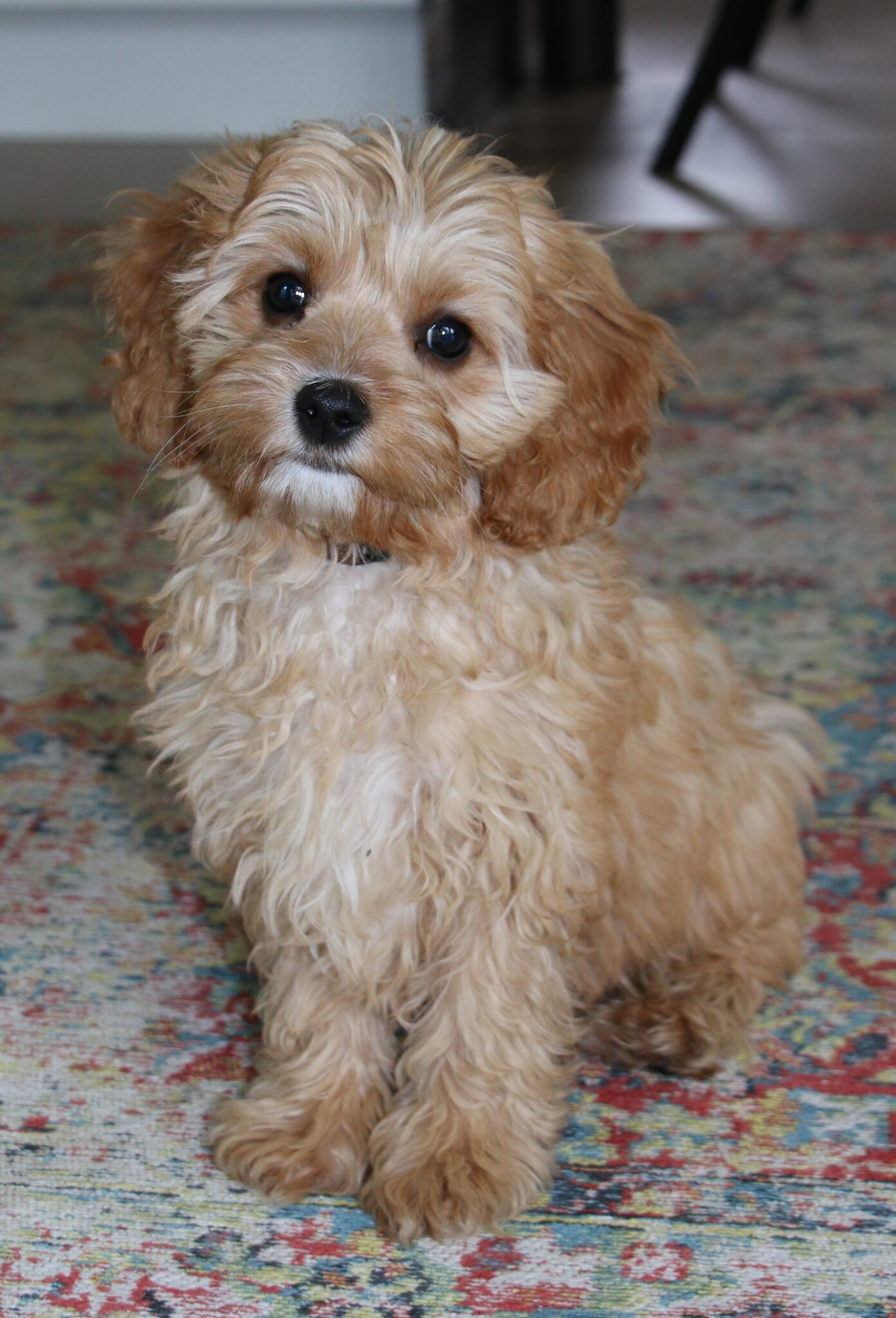 Agnes mini Cavapoo F1, født 31.7.2022 – Specialdogs