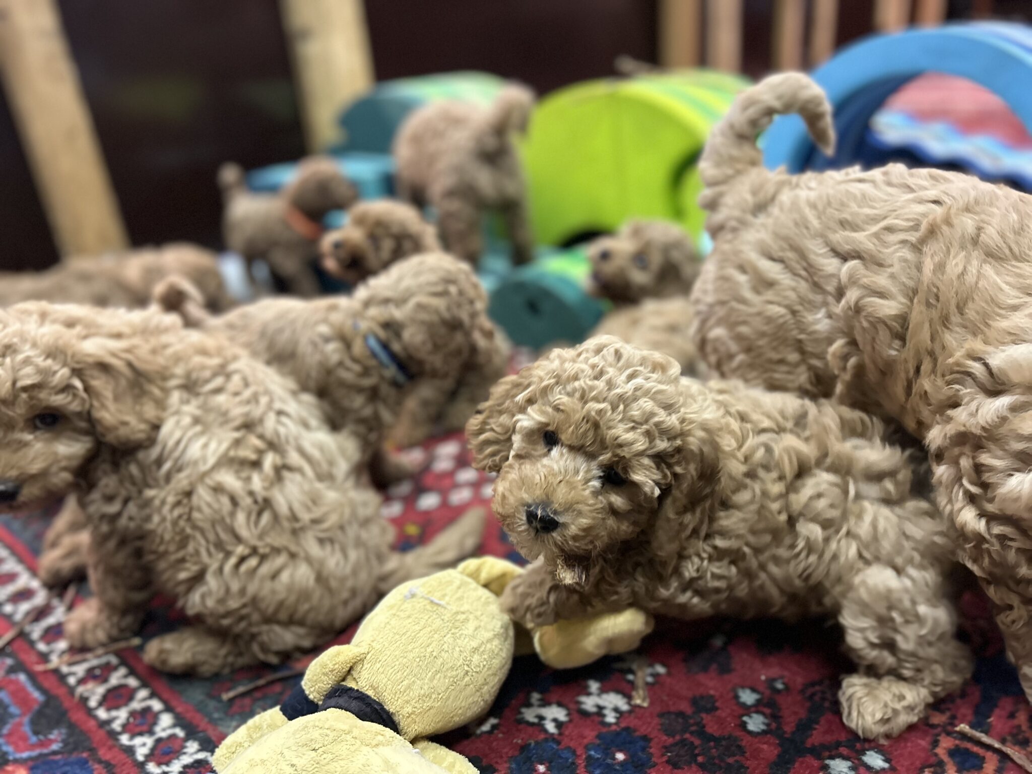 Sidney’s mellem Doodledoodle født den 21.11.2022. – Specialdogs