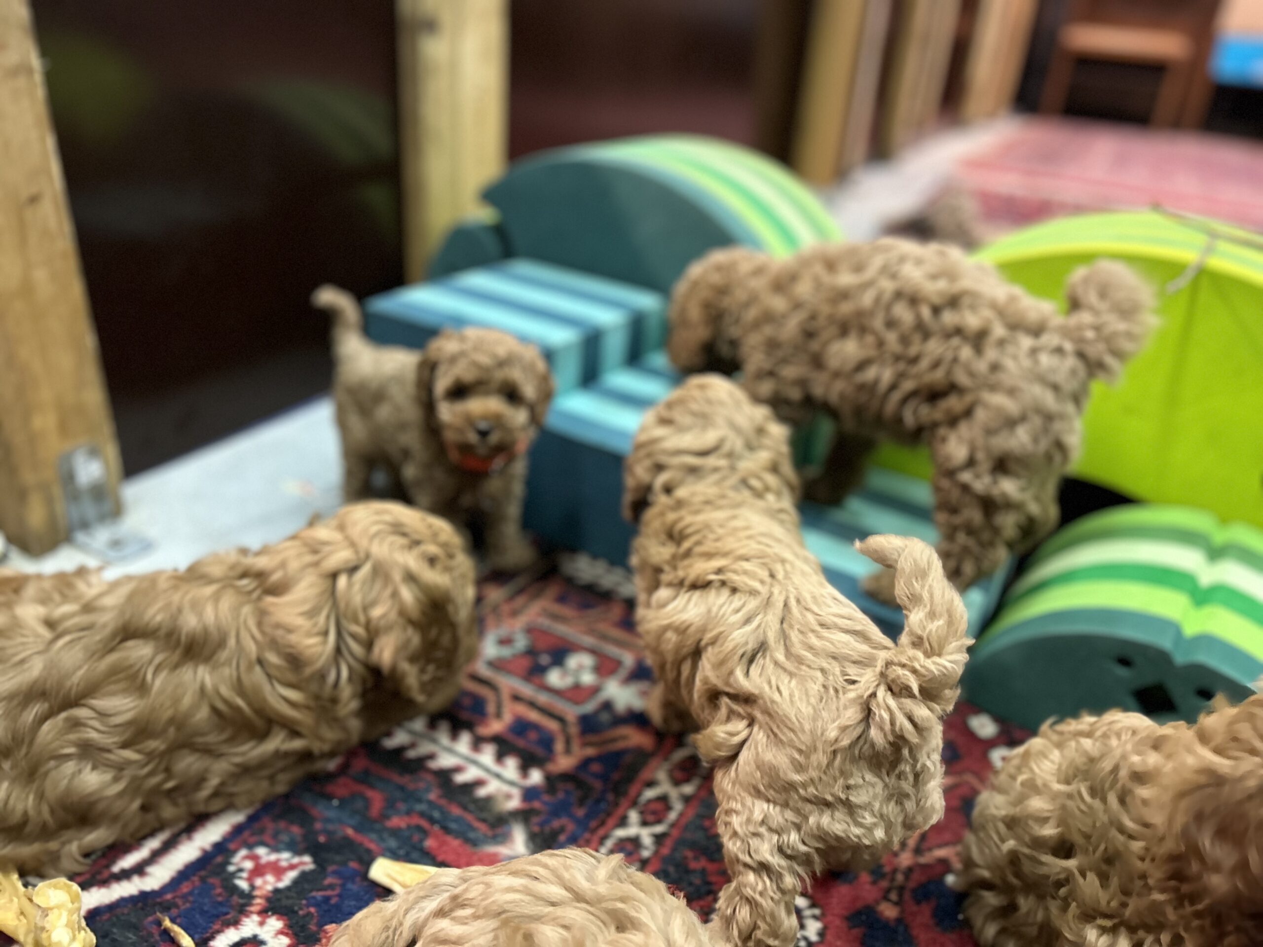 143ECA10-5A56-4C54-BC31-748988EF1418 – Specialdogs