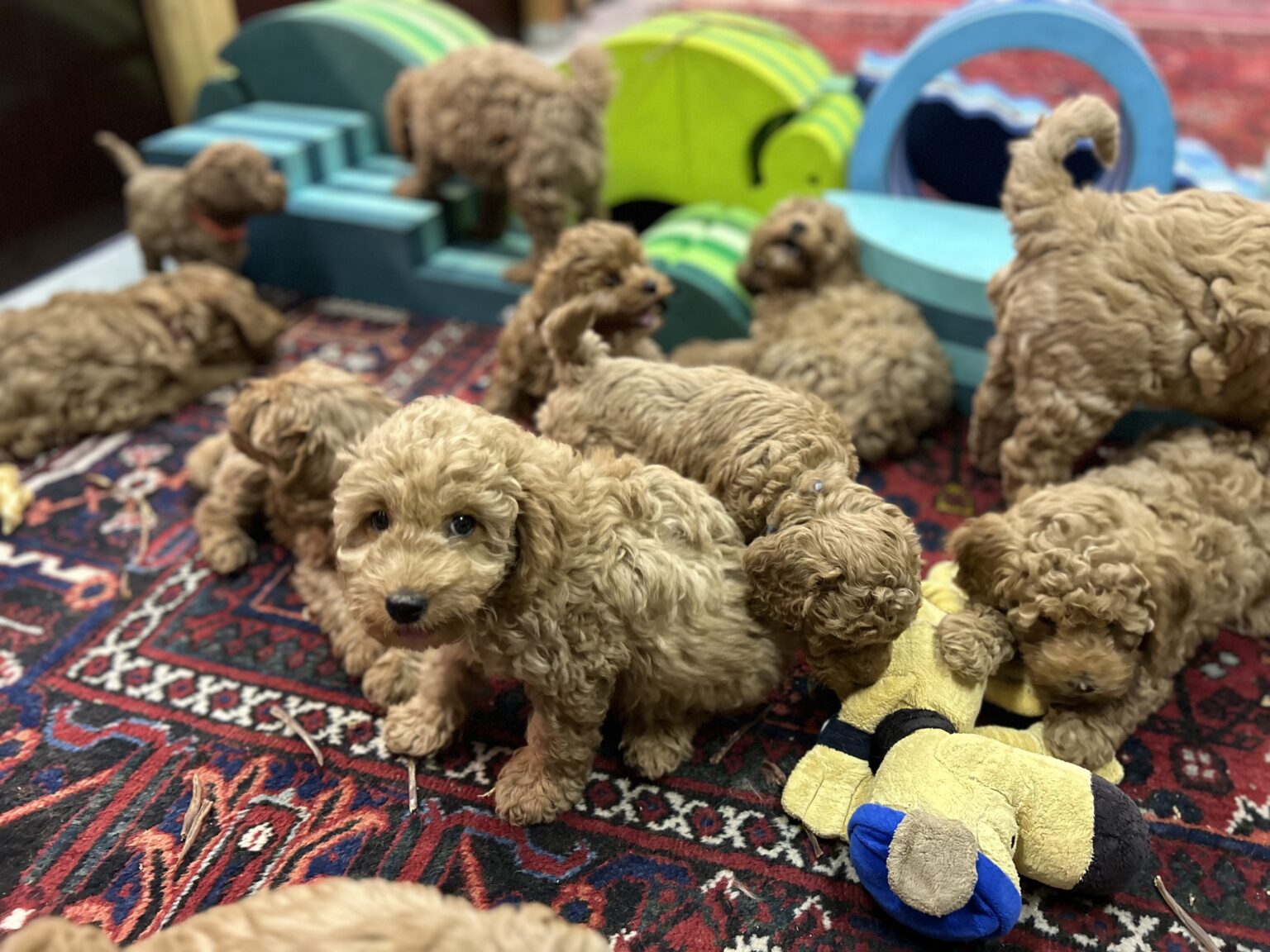 Sidney’s mellem Doodledoodle født den 21.11.2022. – Specialdogs