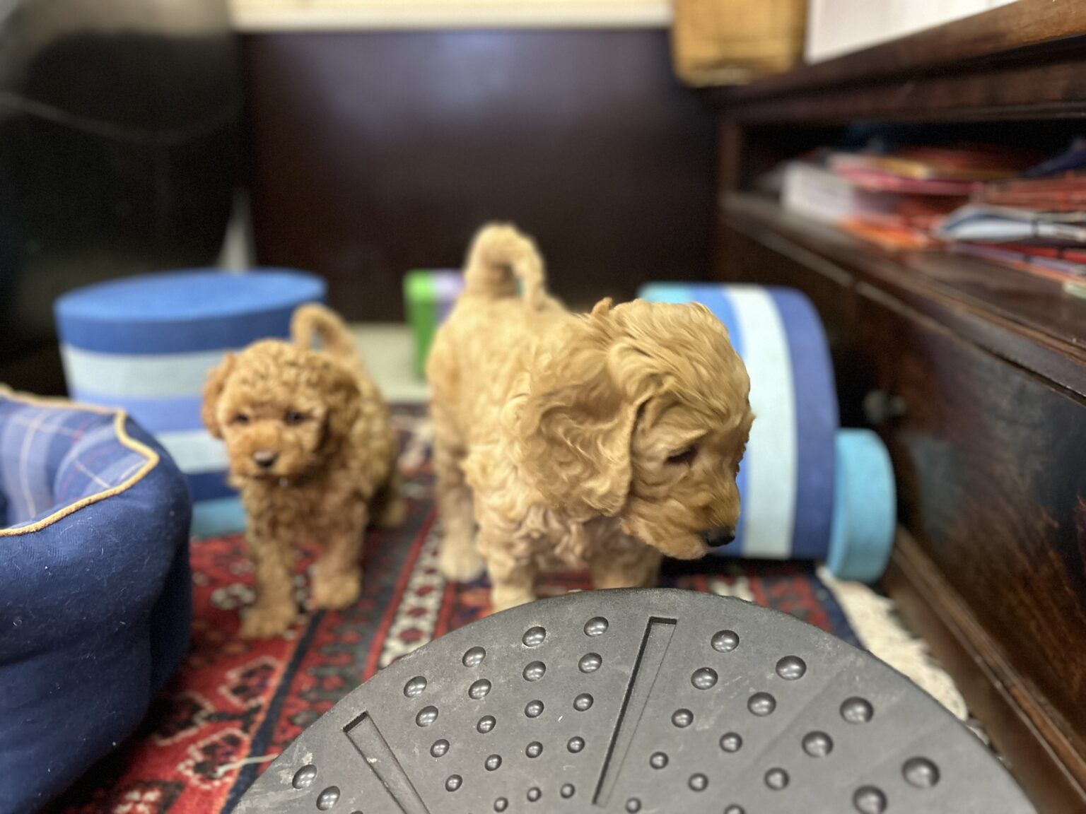 Sidney’s mellem Doodledoodle født den 21.11.2022. – Specialdogs