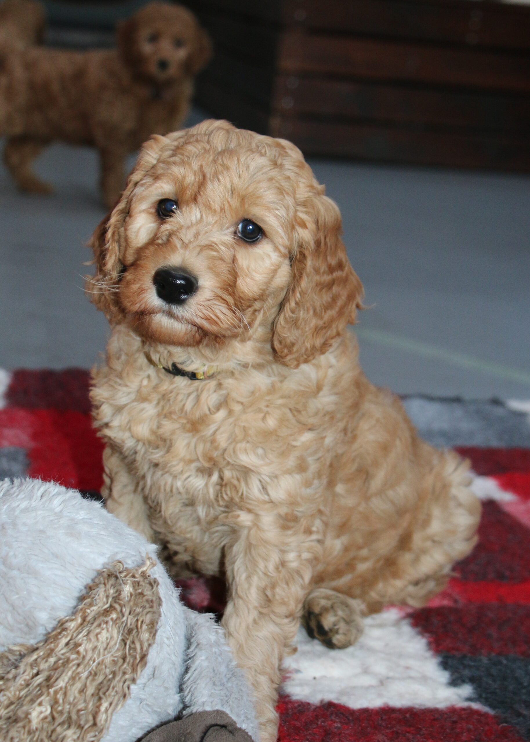 Sidney’s mellem Doodledoodle født den 21.11.2022. – Specialdogs