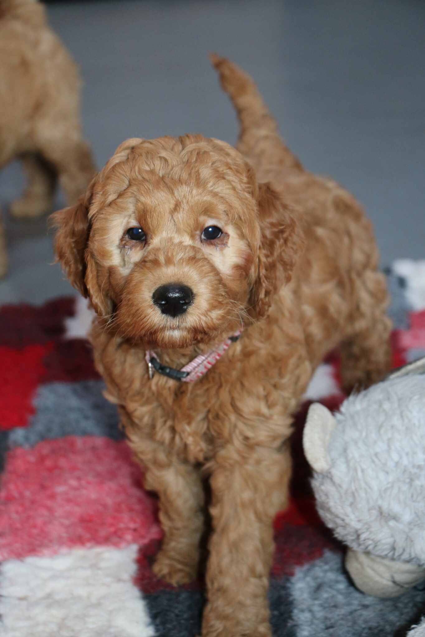 Sidney’s mellem Doodledoodle født den 21.11.2022. – Specialdogs