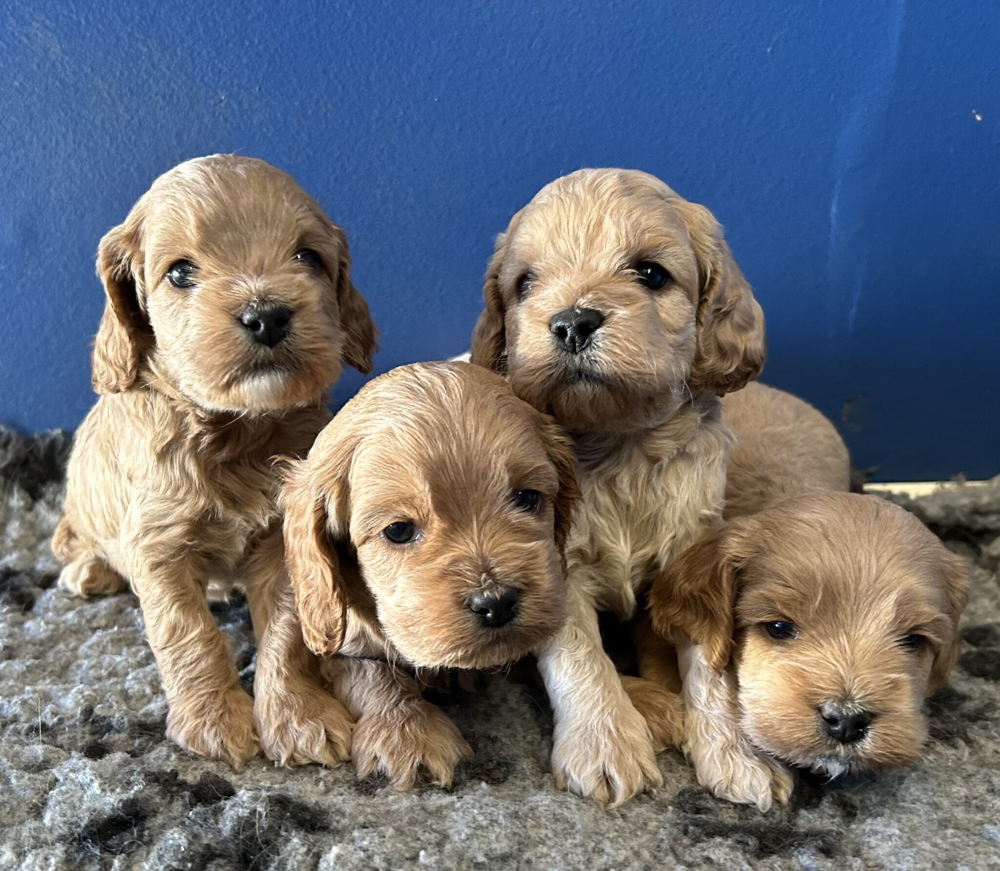 Ruby's mini Amr. Cockerpoo F1 hvalpe født den 19.3.2023 – Specialdogs