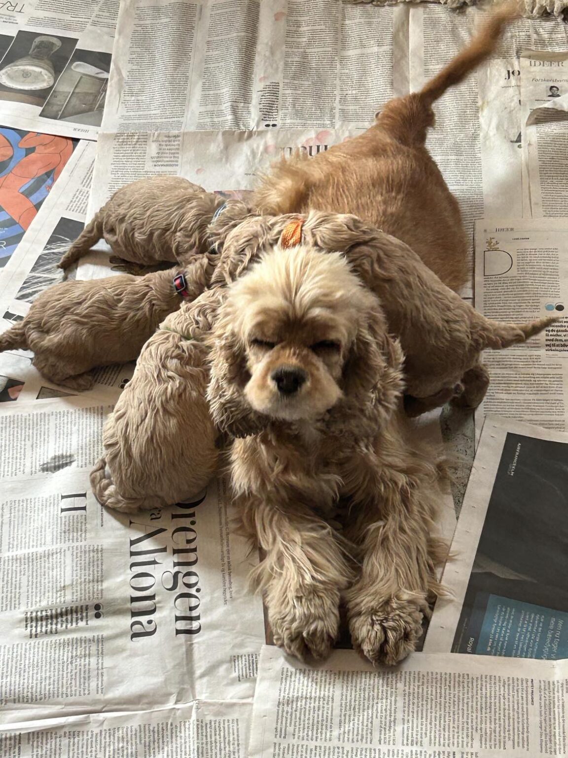 Ruby's mini Amr. Cockerpoo F1 hvalpe født den 19.3.2023 – Specialdogs