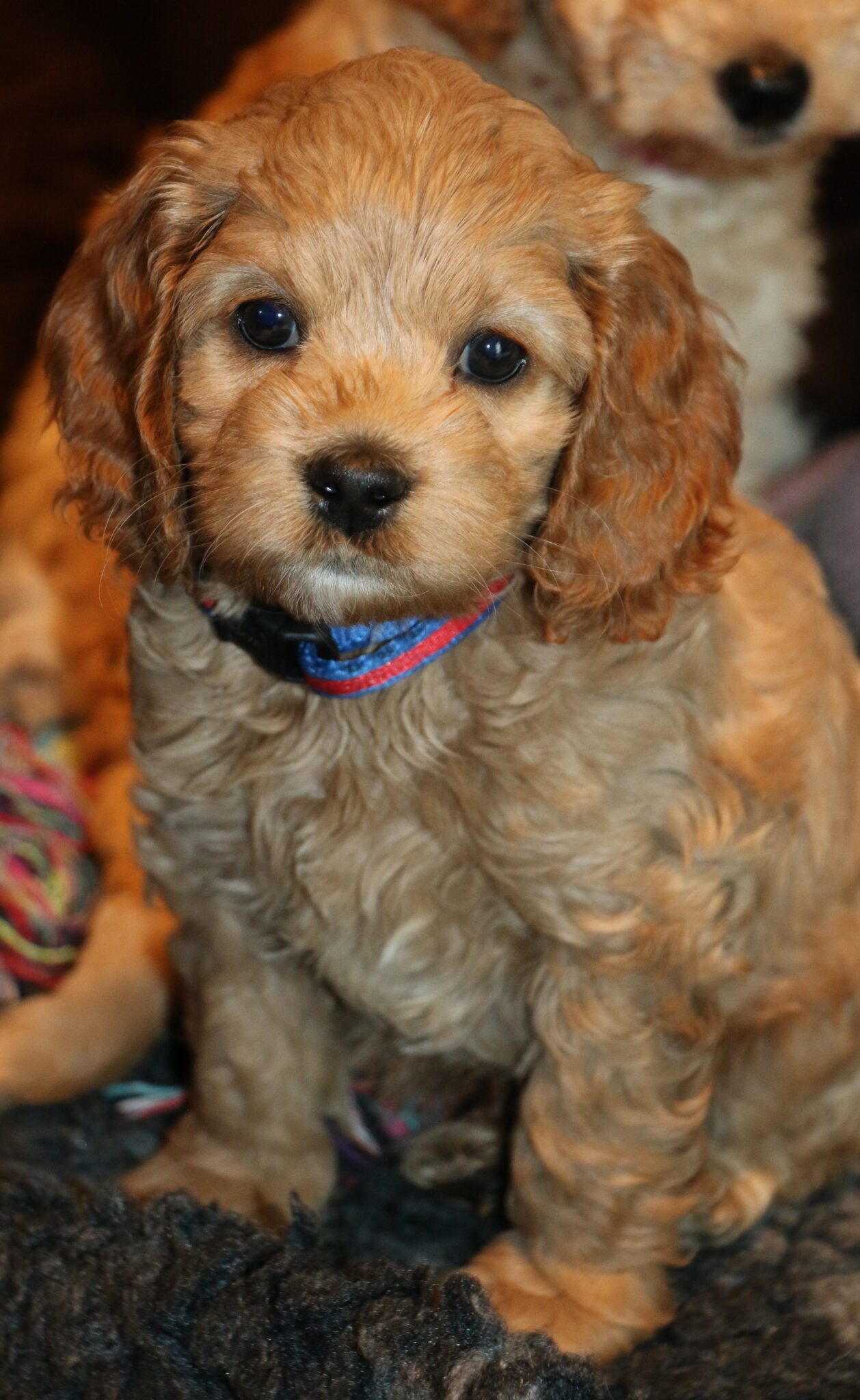 Ruby's mini Amr. Cockerpoo F1 hvalpe født den 19.3.2023 – Specialdogs