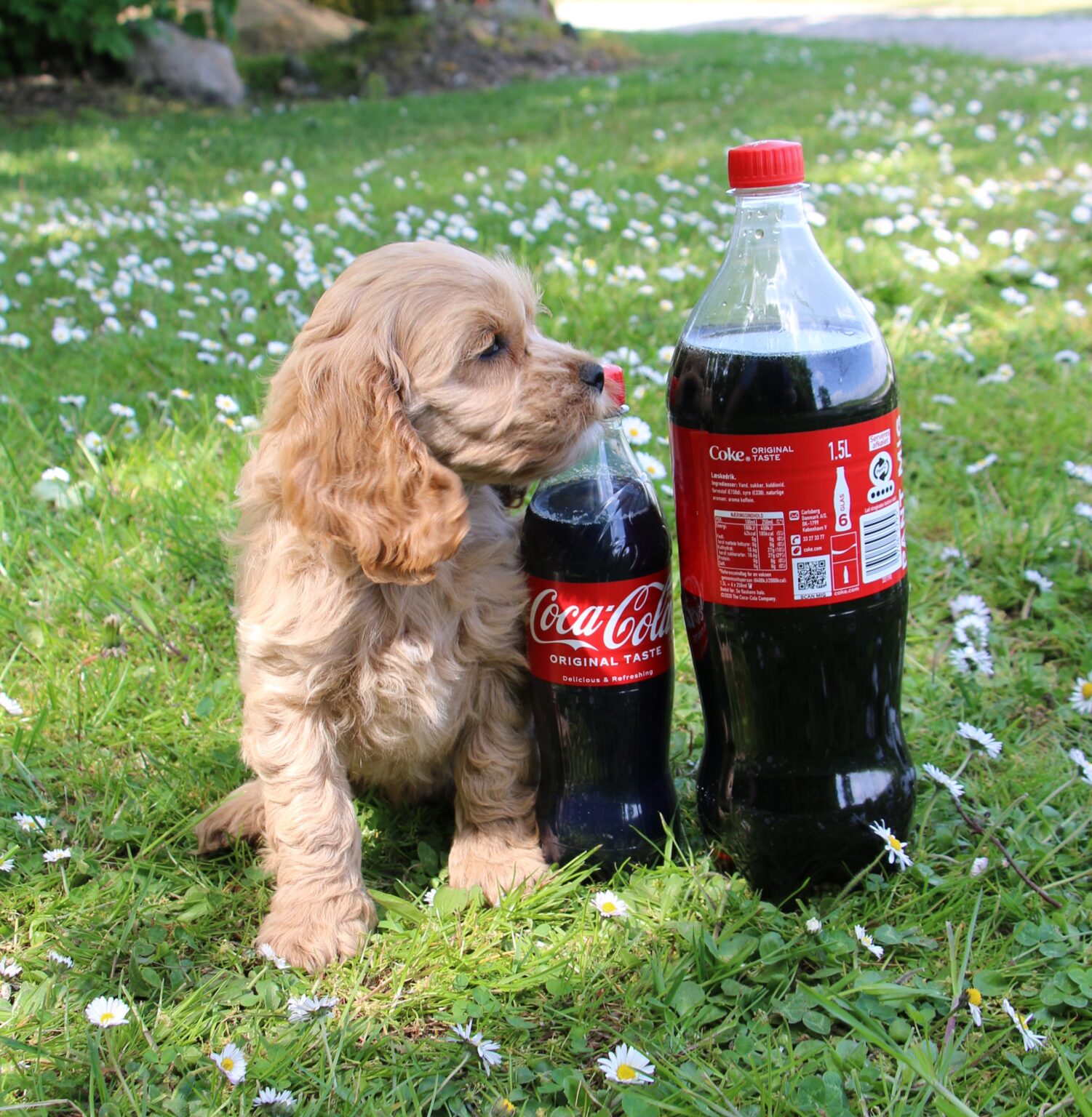 Ruby's mini Amr. Cockerpoo F1 hvalpe født den 19.3.2023 – Specialdogs