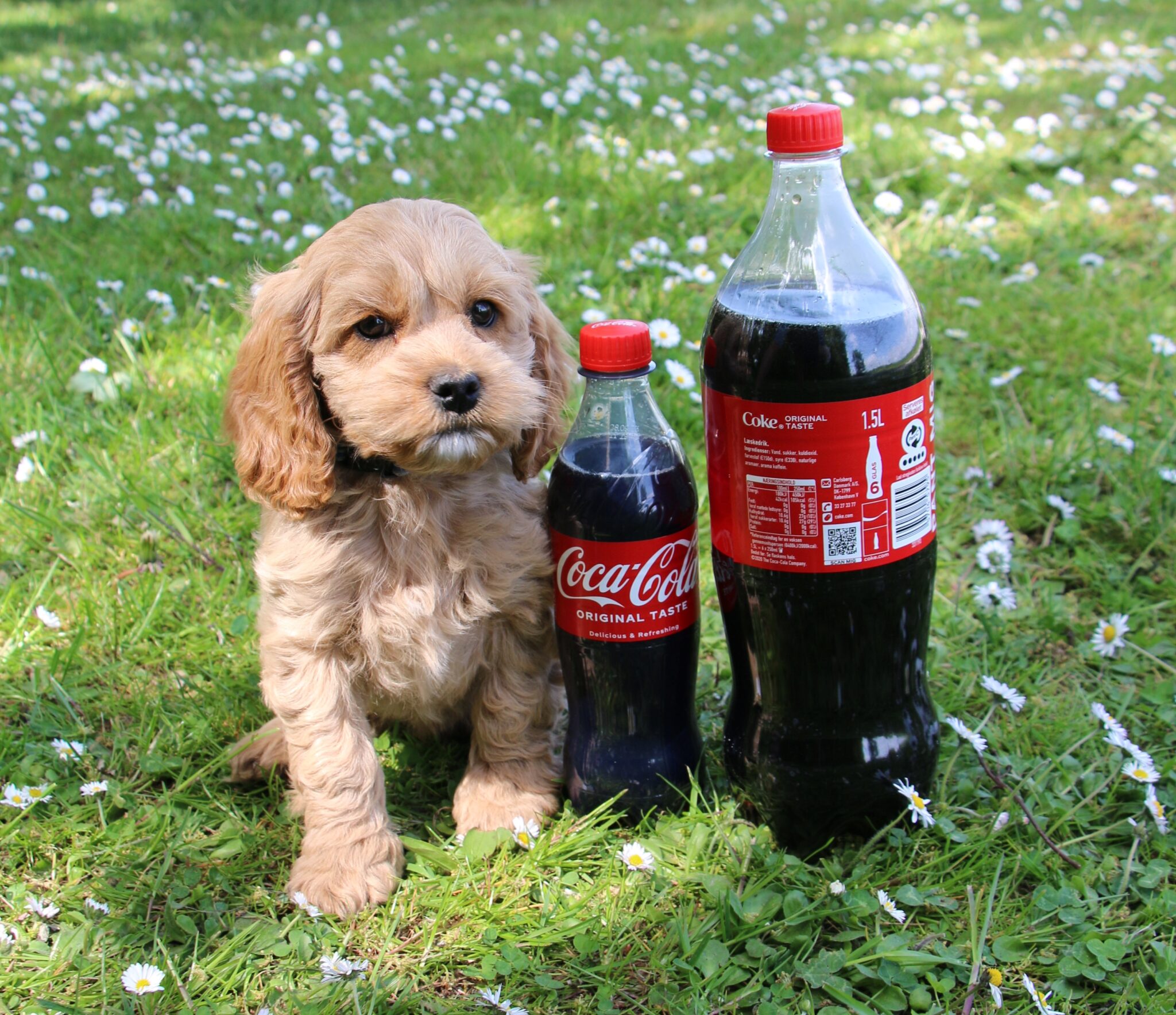 Ruby's mini Amr. Cockerpoo F1 hvalpe født den 19.3.2023 – Specialdogs