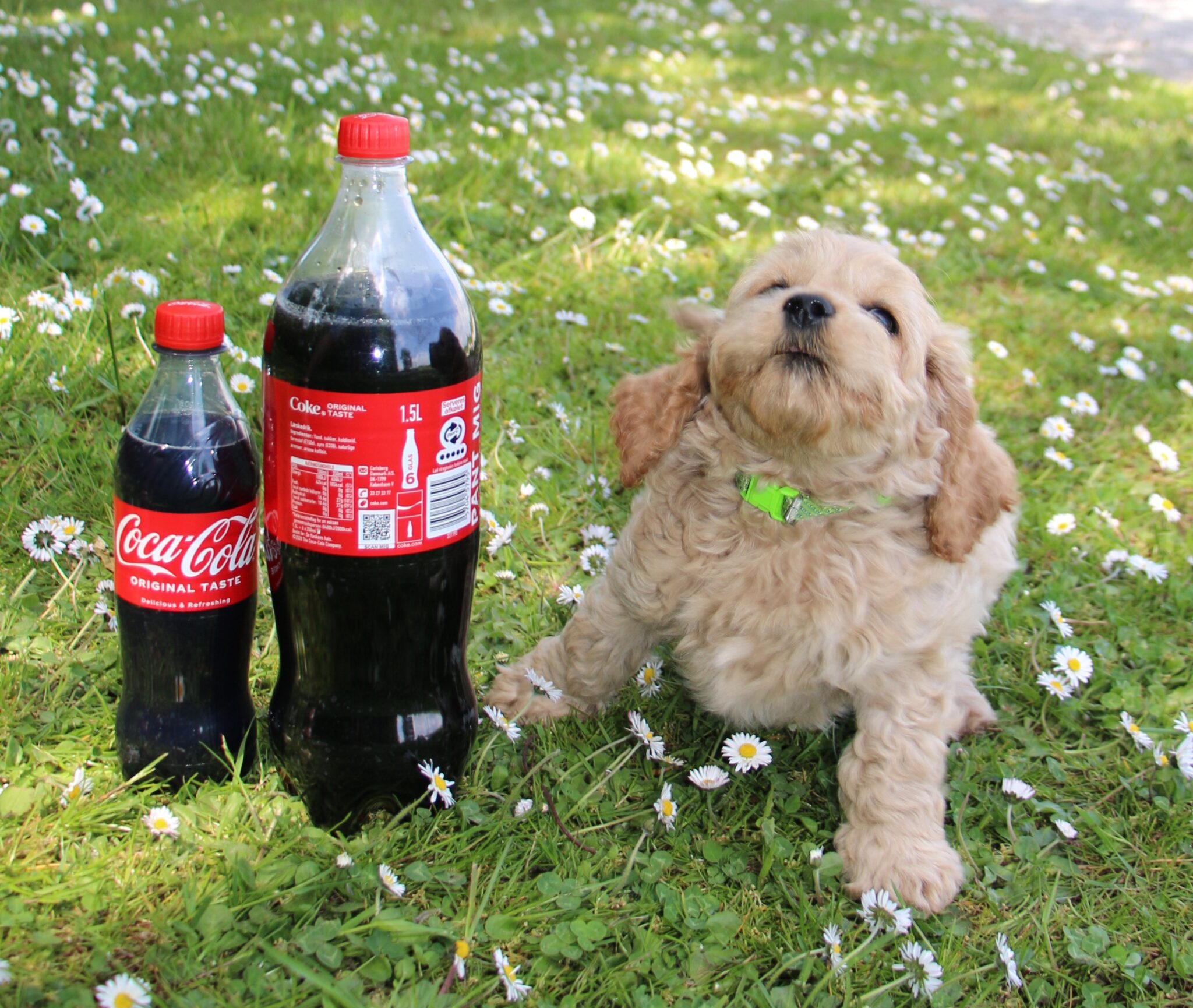 Ruby's mini Amr. Cockerpoo F1 hvalpe født den 19.3.2023 – Specialdogs