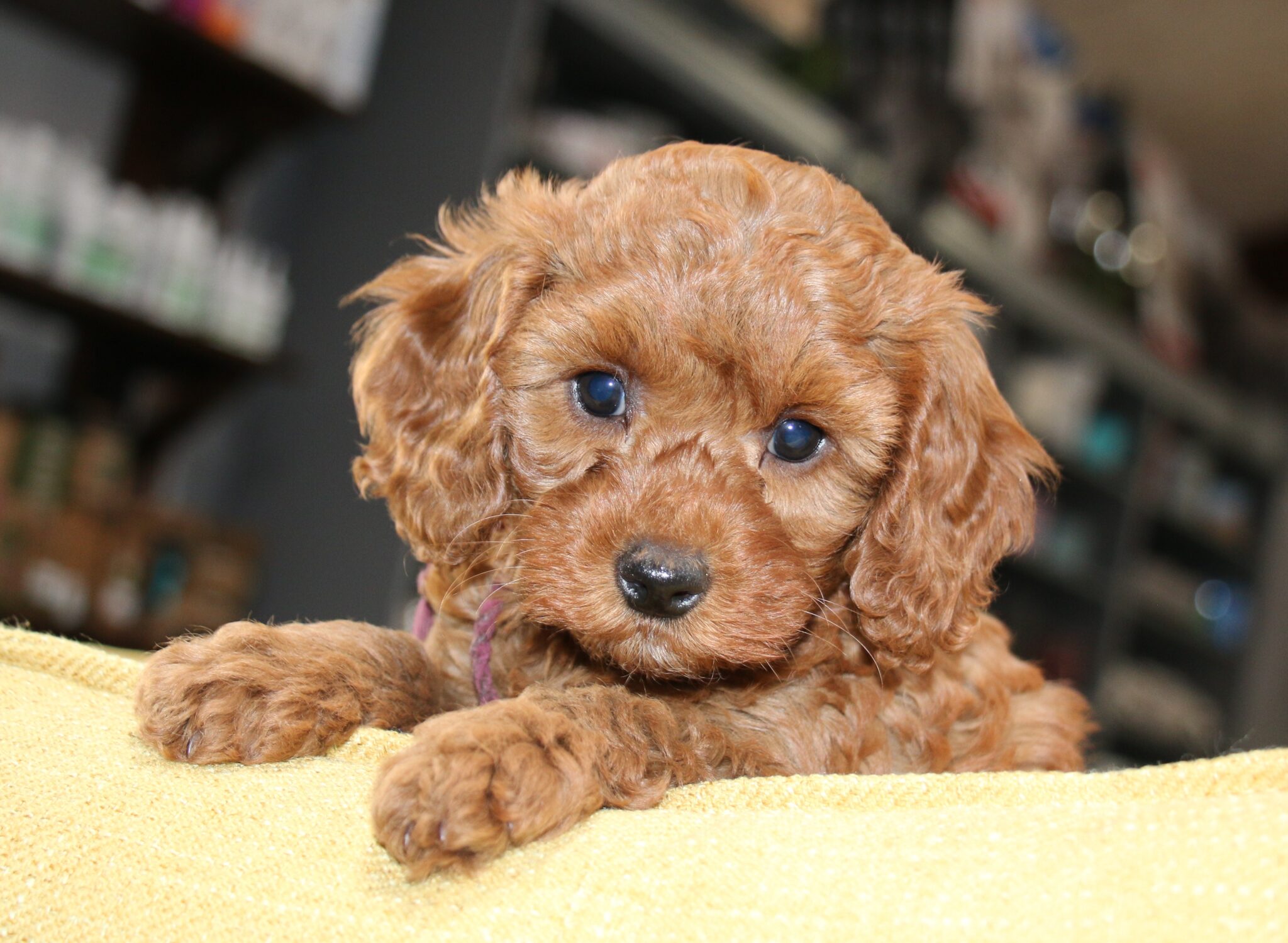Yoga's mini Cavapoo F2 født 5.4.2023 – Specialdogs