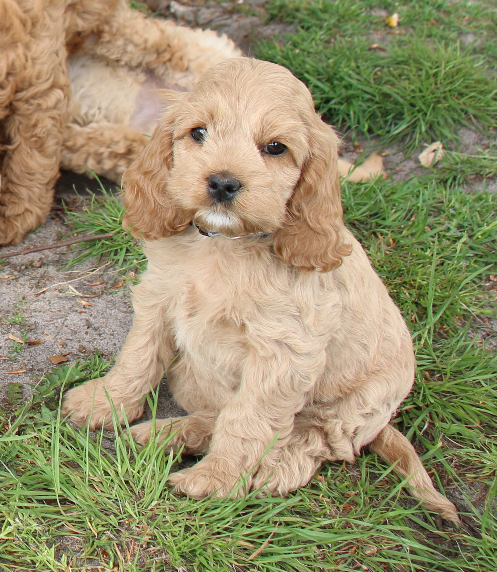 Ruby's mini Amr. Cockerpoo F1 hvalpe født den 19.3.2023 – Specialdogs