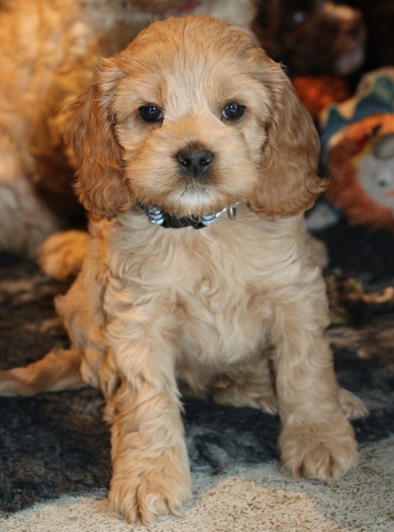 Ruby's mini Amr. Cockerpoo F1 hvalpe født den 19.3.2023 – Specialdogs