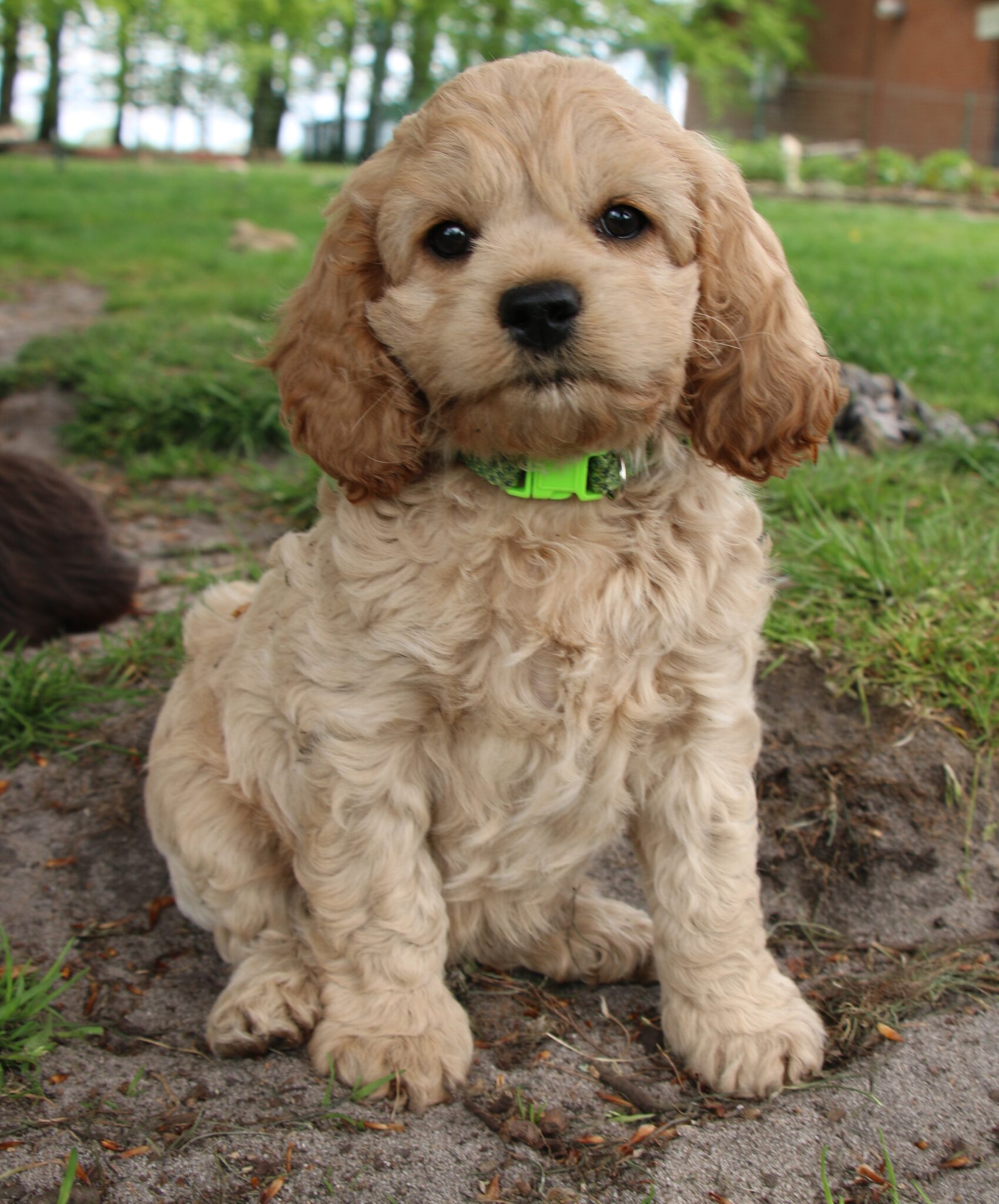 Ruby's mini Amr. Cockerpoo F1 hvalpe født den 19.3.2023 – Specialdogs