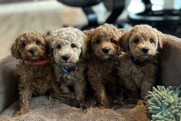 Hundepension, salg af hundehvalpe og hundepsykolog m.fl. - Specialdogs