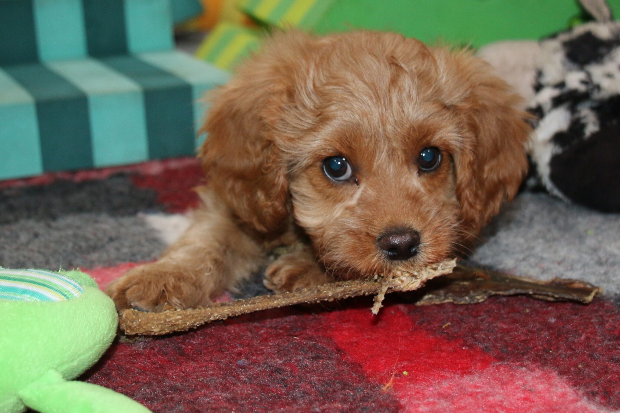 Jess' mini Cavapoo F1, født den 26.8.2023 – Specialdogs