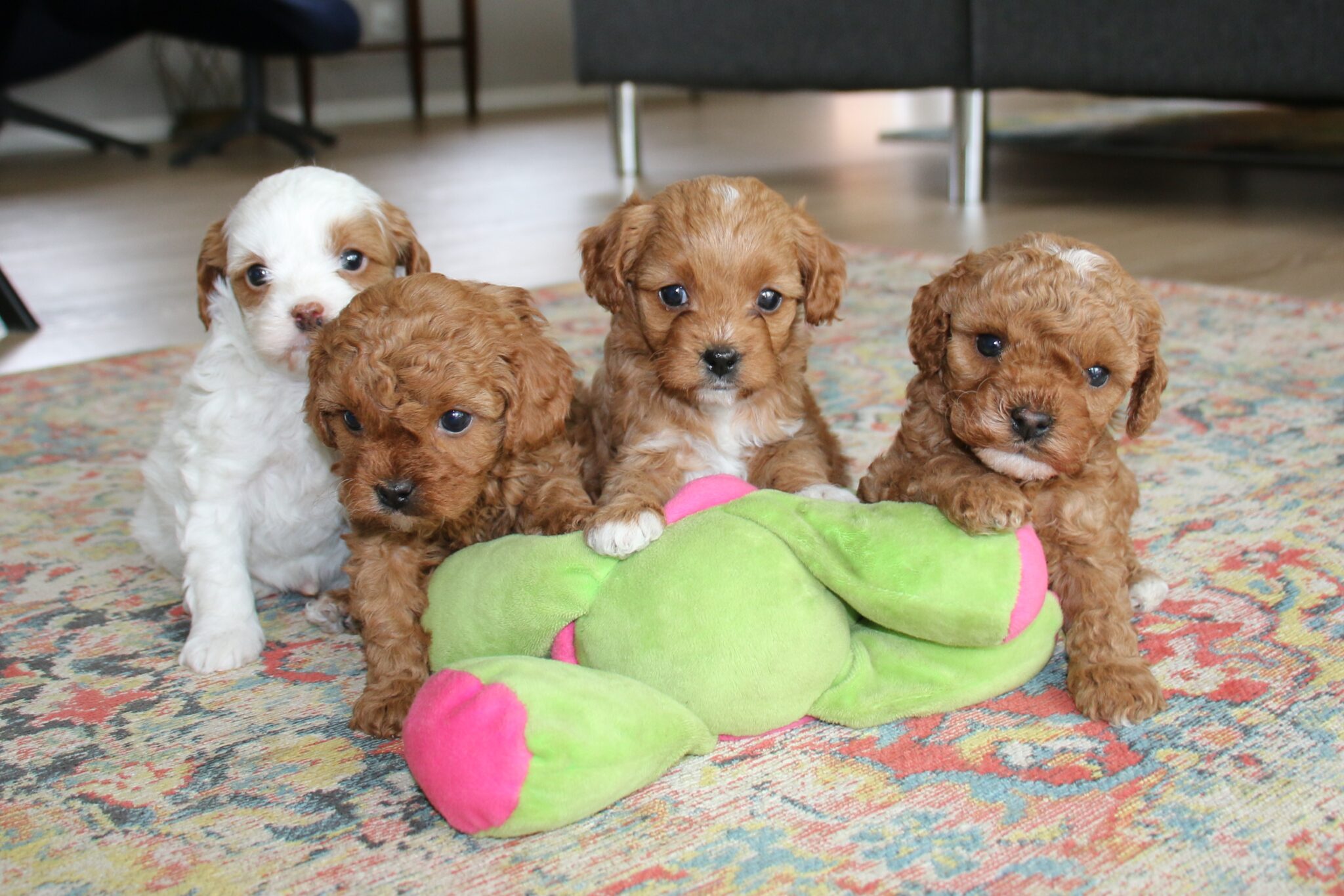 Hundepension, salg af hundehvalpe og hundepsykolog m.fl. - Specialdogs