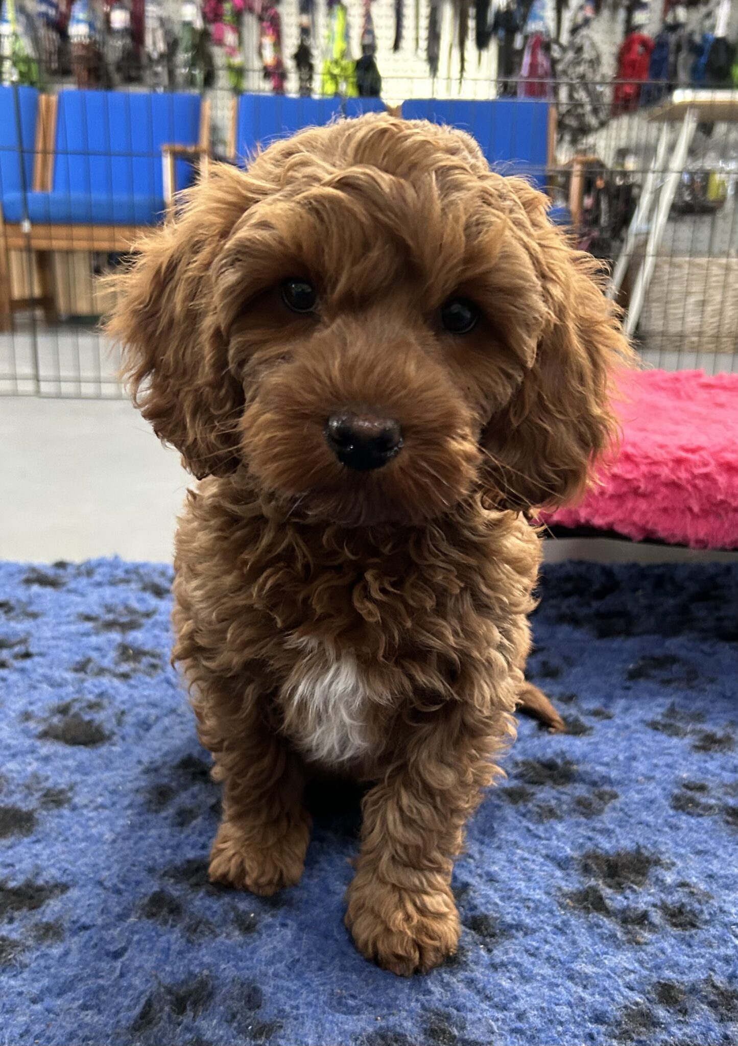 Yoga mini Cavapoo F2 hvalpe, født den 2.1.2025. – Specialdogs