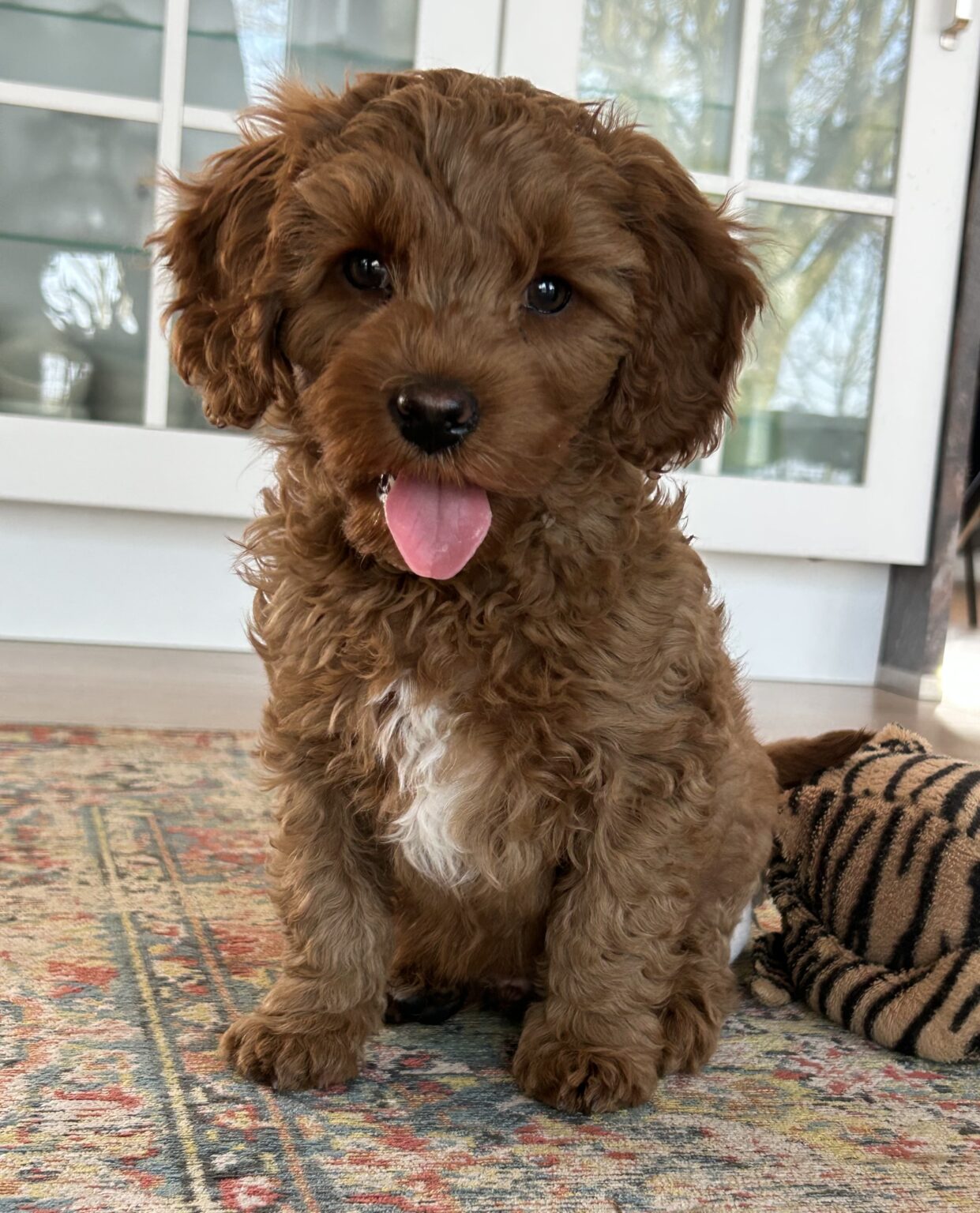 Yoga mini Cavapoo F2 hvalpe, født den 2.1.2025. – Specialdogs